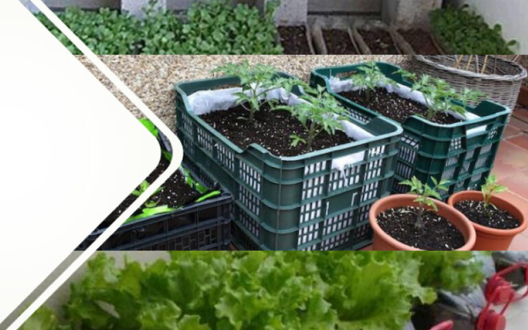 Como Hacer Huertos Caseros Acofinges